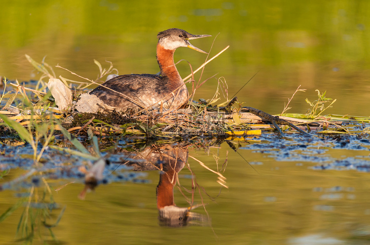 嵌套红颈鸊鷉 (Podiceps grisegena)。高清摄影大图-千库网