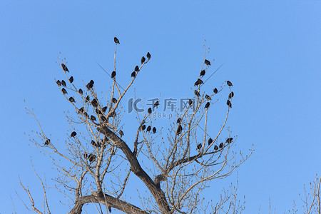 加拿大树上的黑鸟高清摄影大图-千库网
