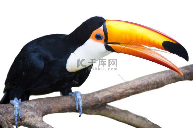 Toucan高清摄影大图-千库网