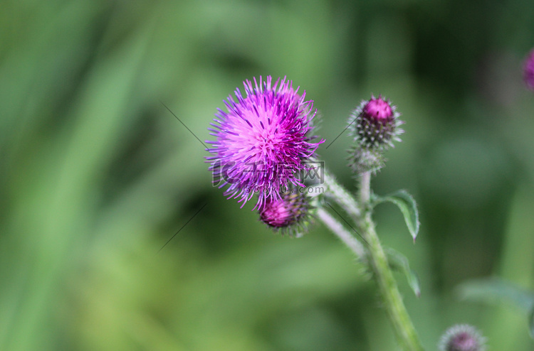Carduus acanthoides，被称为多刺无羽蓟、镶边蓟和无羽蓟高清摄影大图-千库网