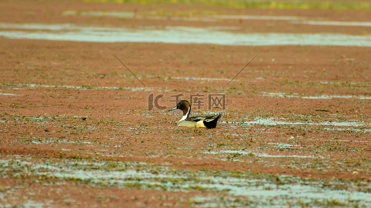 斑嘴鸭天鹅鹅或 Pati Hash（水禽鸭科），一种鸡大小的鸟，在开花的水葫芦（Eichhornia crassipes）的湖区游泳。 高清 ...