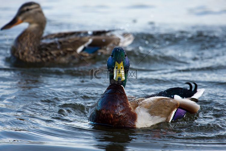 野鸭游泳高清摄影大图-千库网