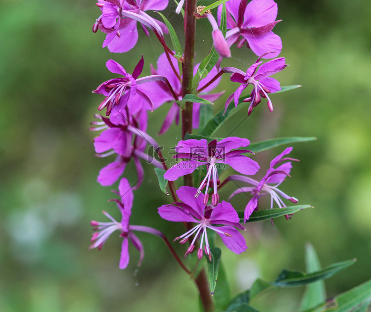 Chamaenerion angustifolium，被称为火草、伟大的柳草和 rosebay 柳草高清摄影大图-千库网