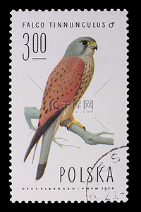 波兰 - CIRCA 1974：邮票 - Hawk Tinkerbell高清摄影大图-千库网