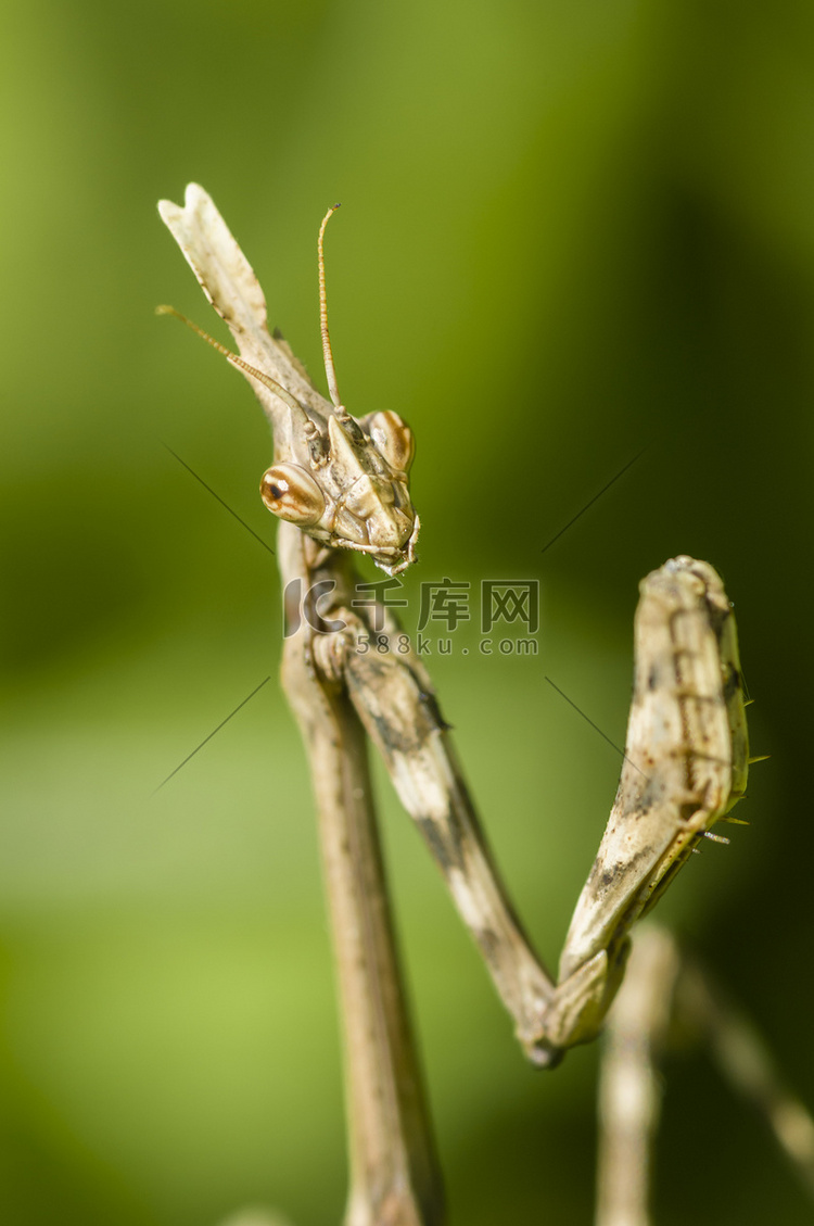 “锥头螳螂，Empusa pennata”高清摄影大图-千库网