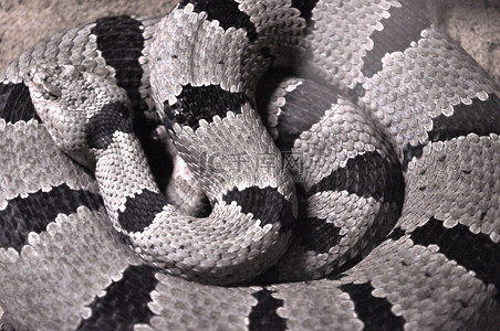 蛇皮高清摄影大图-千库网