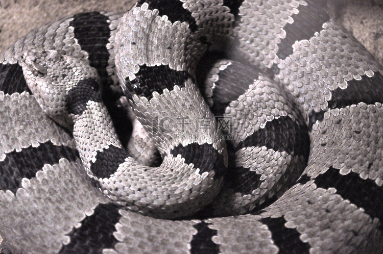 蛇皮高清摄影大图-千库网