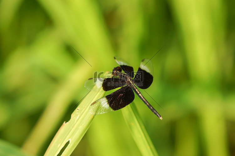 植物园里的蜻蜓。高清摄影大图-千库网