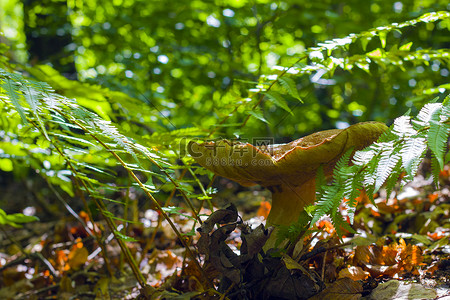 大蘑菇长在蕨类植物中高清摄影大图-千库网