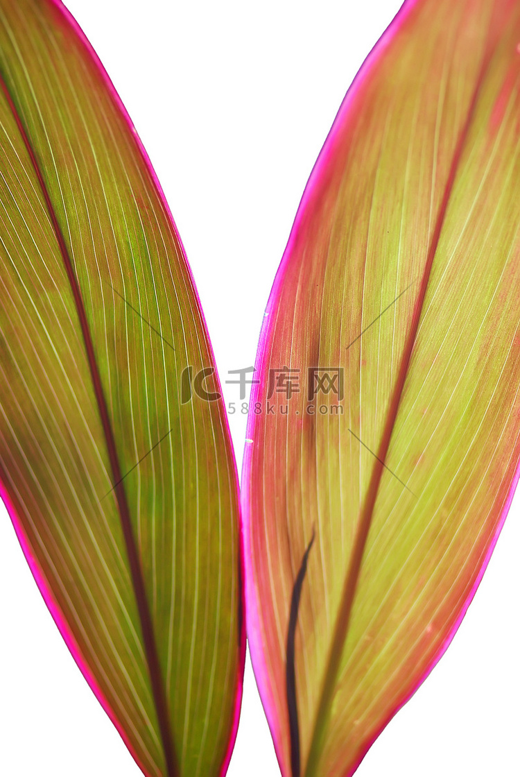 Cordyline 丛生 / Cordyline terminalis高清摄影大图-千库网