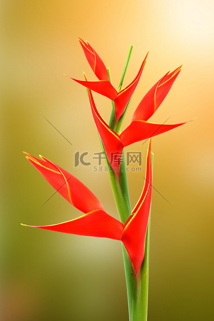 美丽的 Heliconia H stricta Huber “Fire Bird” 在 isol 上绽放高清摄影大图-千库网