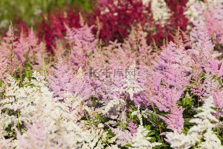 石南花在八月盛开高清摄影大图-千库网