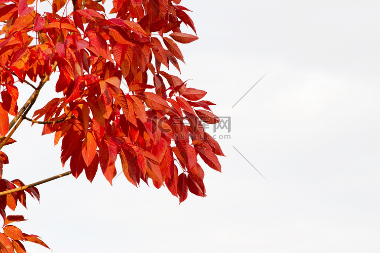 红叶相框高清摄影大图-千库网