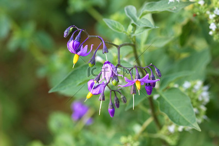 夜葵花高清摄影大图-千库网