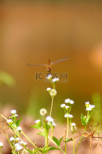 休息的红蜻蜓高清摄影大图-千库网