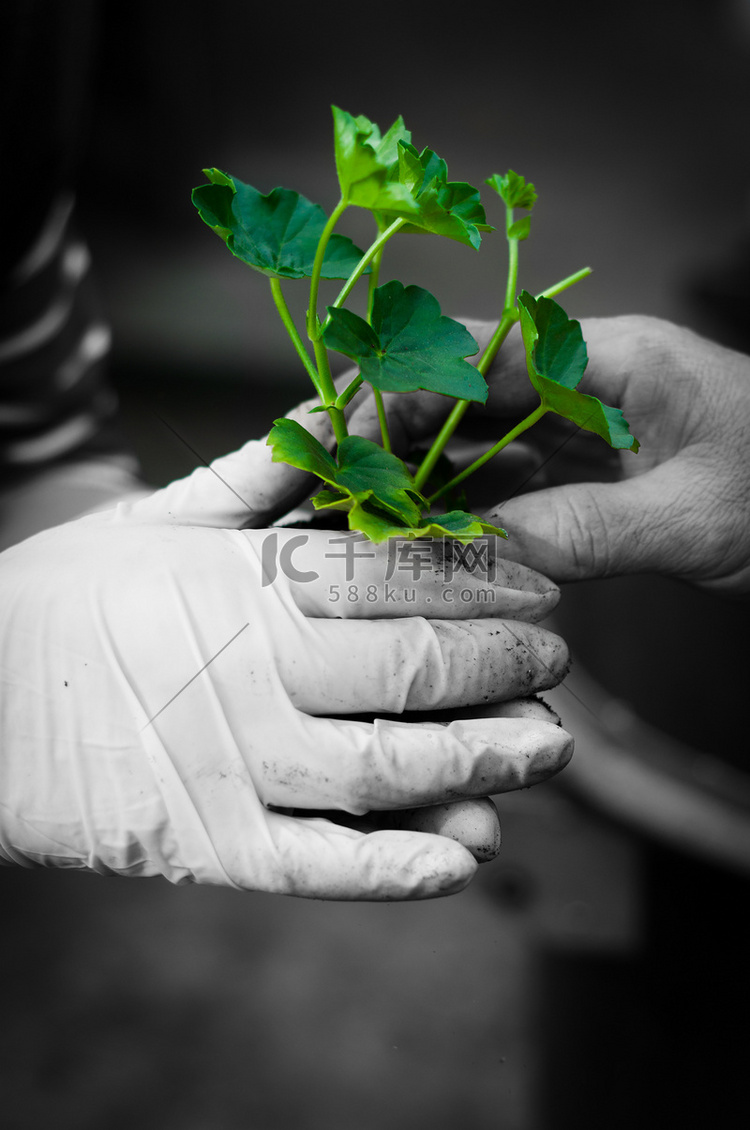 以有选择的颜色将幼苗挂在另一只手上高清摄影大图-千库网