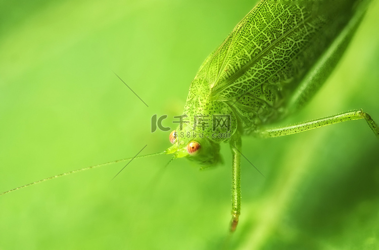 叶子上的蚂蚱高清摄影大图-千库网