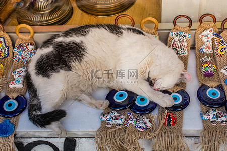 可爱的猫作为家养动物高清摄影大图-千库网