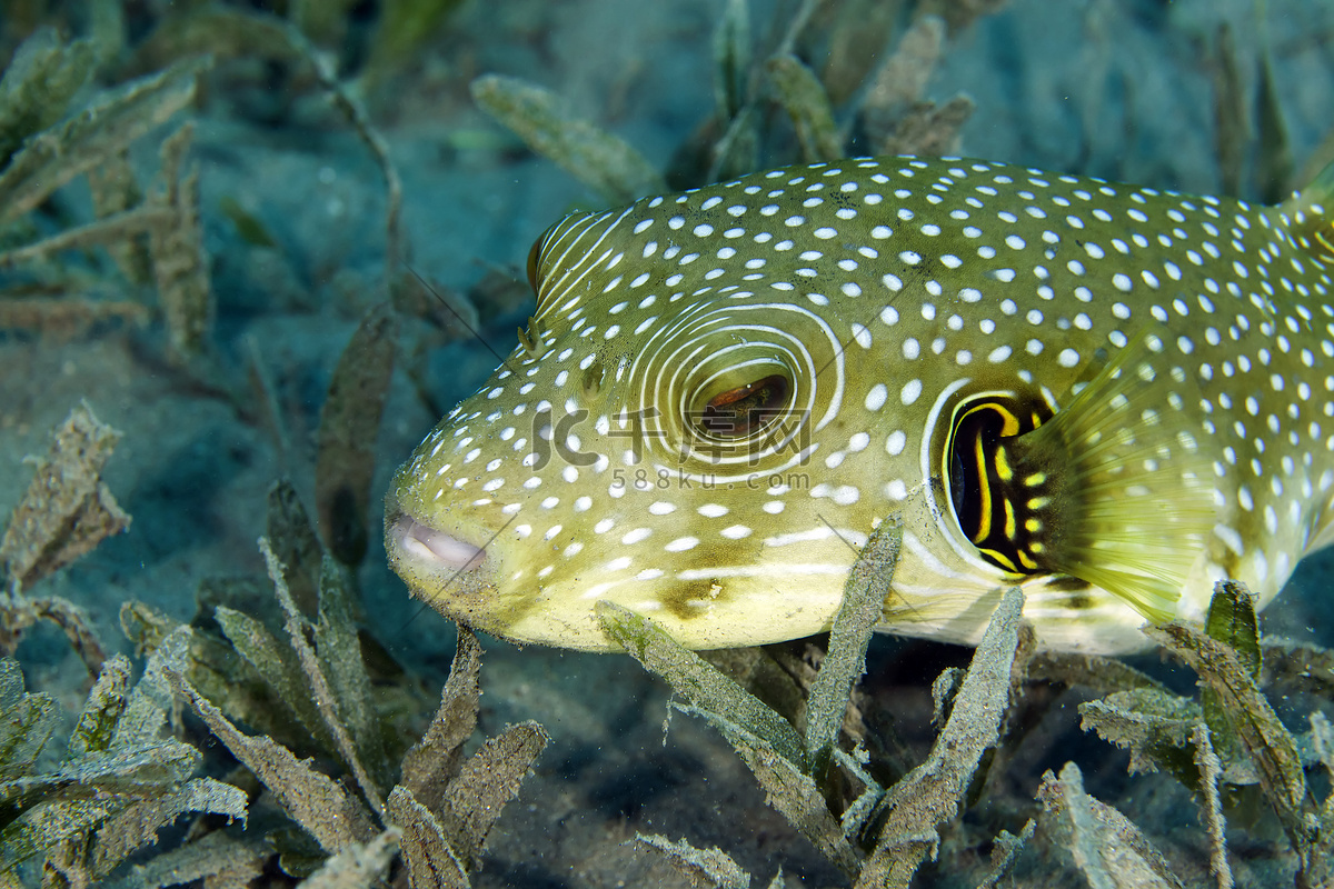 红海中的白斑河豚 (arothron hispidus)。高清摄影大图-千库网