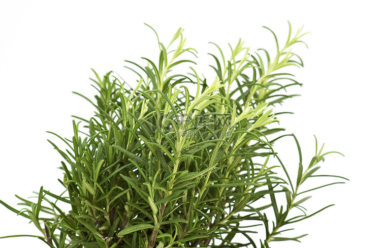 新鲜迷迭香 (rosmarinus officinalis)高清摄影大图-千库网