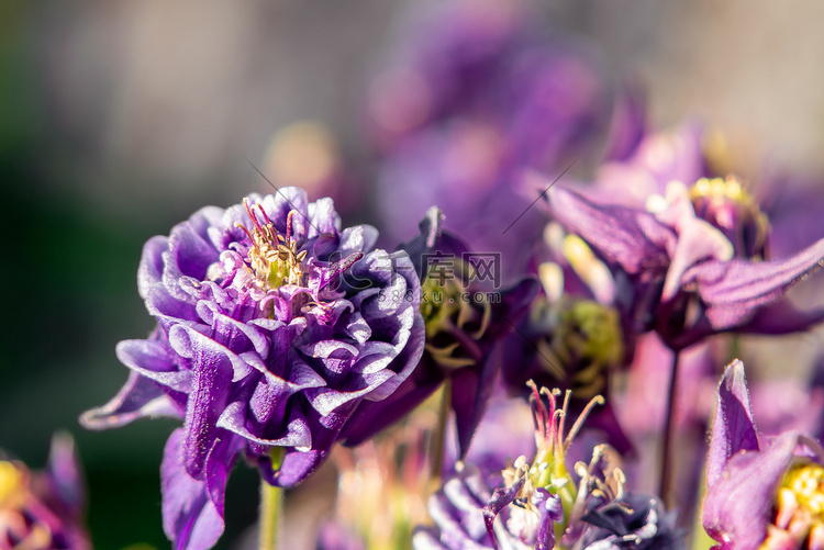 深紫色的花特里 aquilegia Winky 在夏季花园特写的床上高清摄影大图-千库网