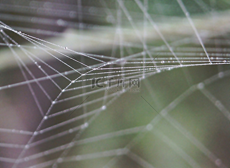蜘蛛网森林早晨高清摄影大图-千库网
