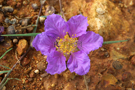 紫薇花紫罗兰色。高清摄影大图-千库网