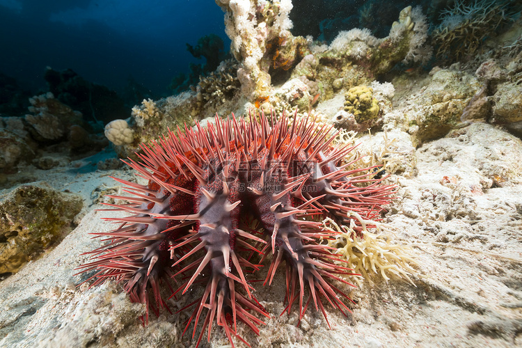 红海的荆棘冠 (acanthaster planci) 和热带珊瑚礁。高清摄影大图-千库网