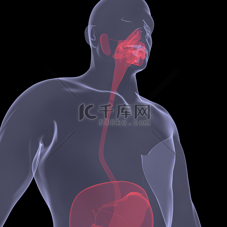 一个人的 X 光照片。高清摄影大图-千库网