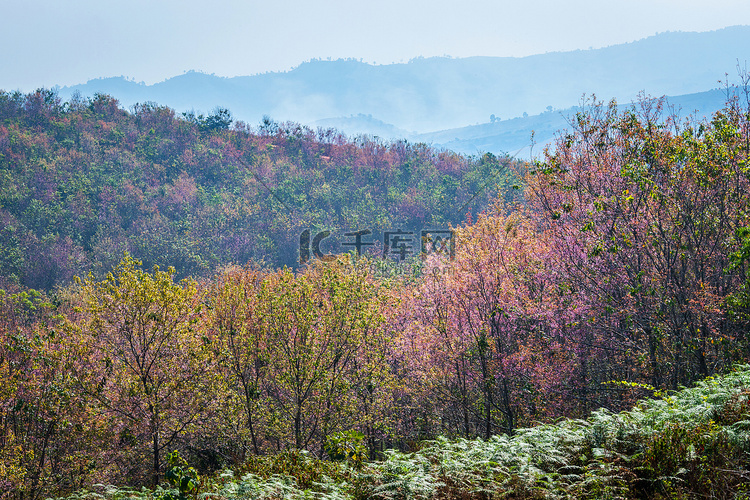 樱桃花 Prunus cerasoides 或野生喜马拉雅樱桃，泰国 Phetchaboon 的 Phu Lom Lo 山花园中的巨虎花。高清摄影大图-千库网