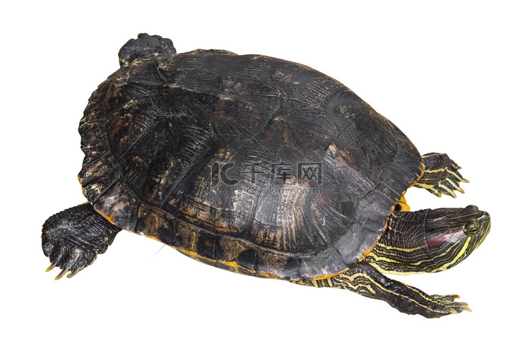 红耳滑龟 (Trachemys scripta elegans) 在白色孤立背景上爬行并抬起头。高清摄影大图-千库网