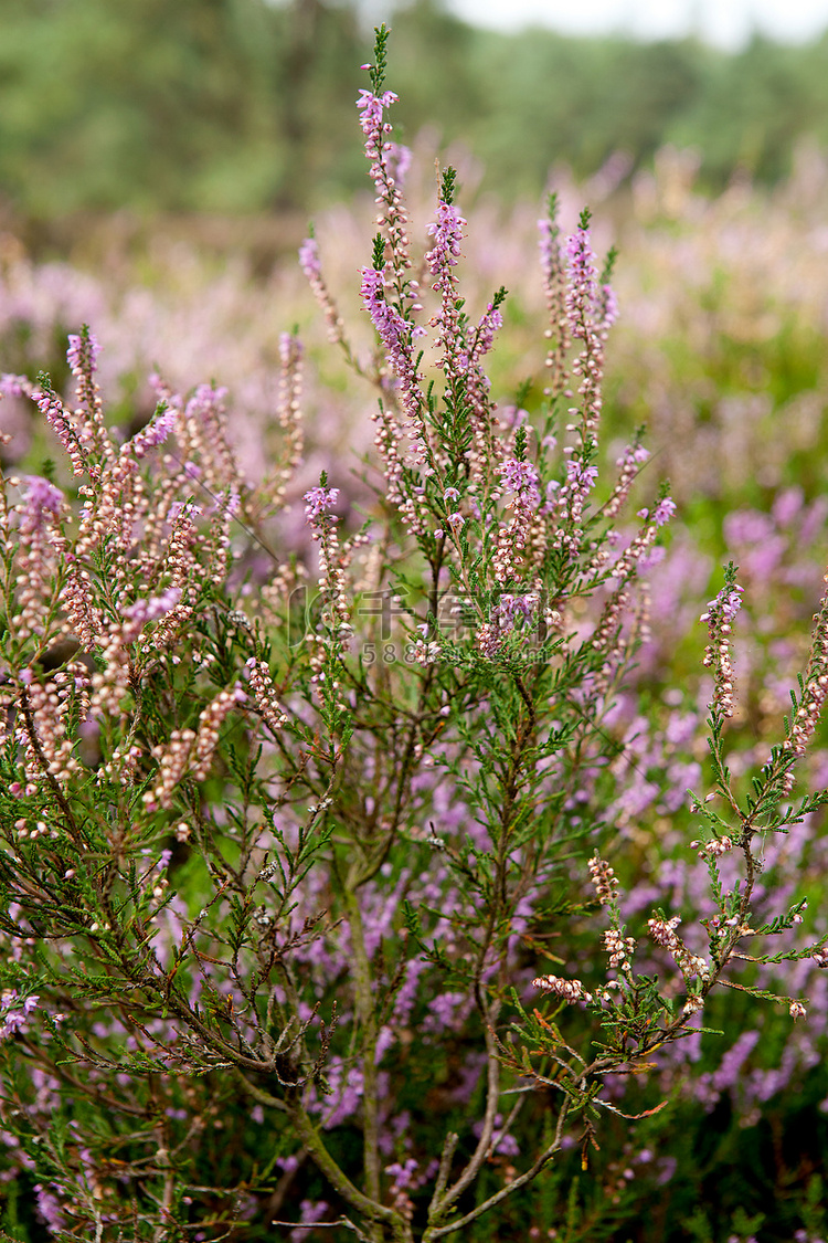 查看 Dutch Pink erica heath高清摄影大图-千库网
