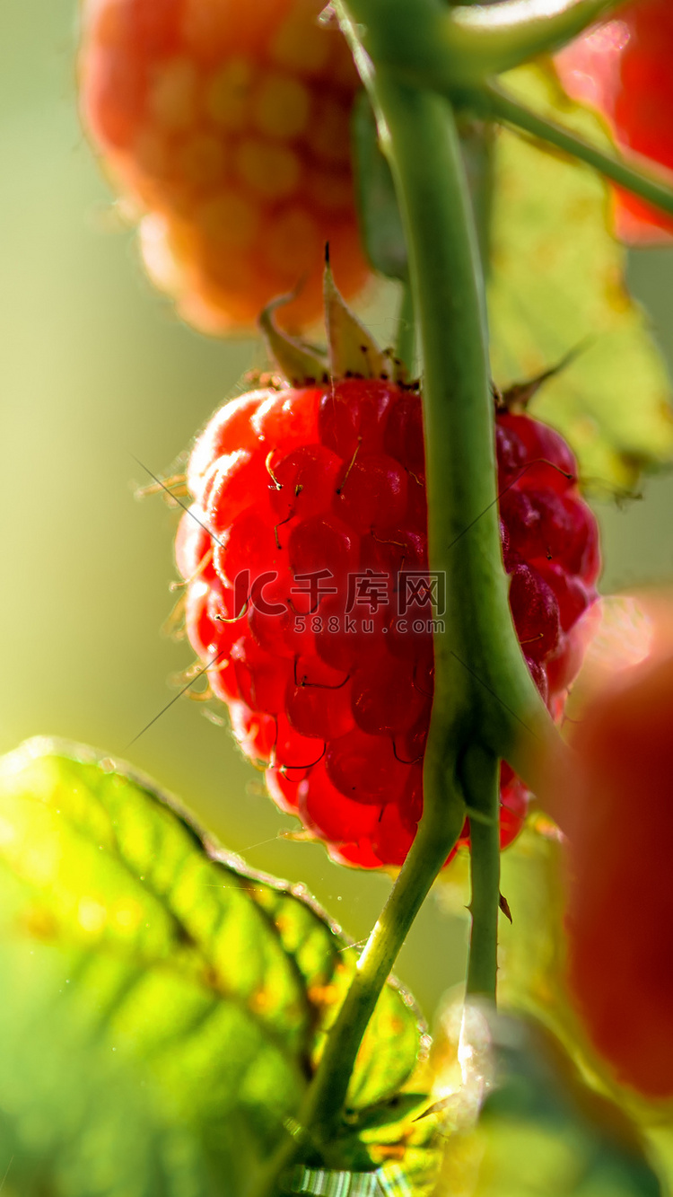 覆盆子特写，宏观高清摄影大图-千库网