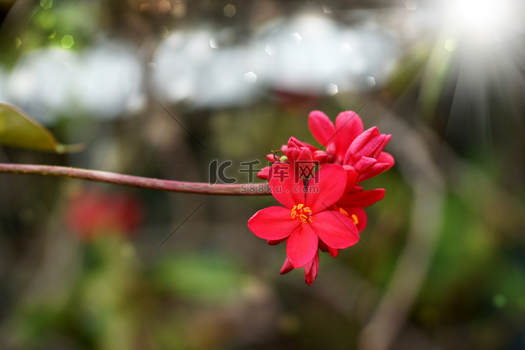 Peregrina 的红色花朵 (Jatropha Integerrima Jacq.)高清摄影大图-千库网