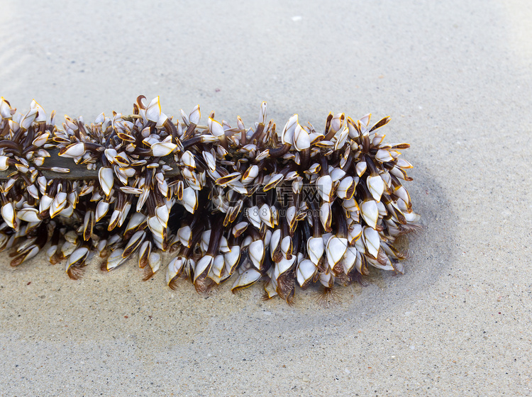 鹅颈藤壶高清摄影大图-千库网
