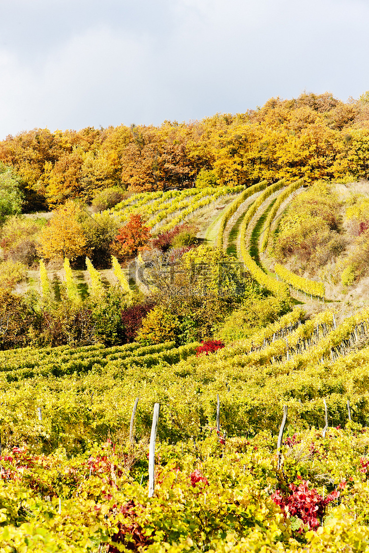 "奥地利下奥地利州 Retz 地区的秋季葡萄园"高清摄影大图-千库网