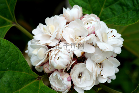 开花的玫瑰 clerodendrum (Clerodendrum fragrans) 花。高清摄影大图-千库网