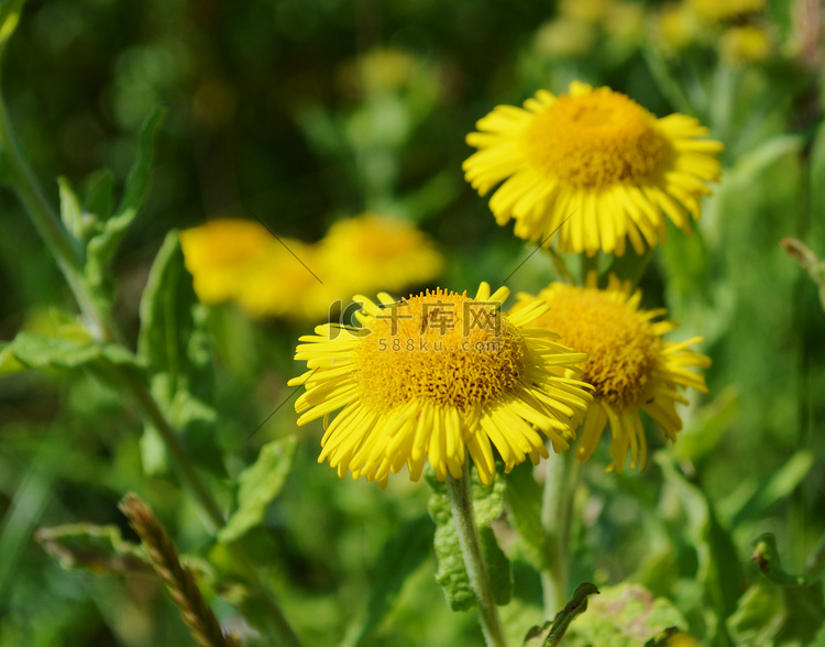 飞蓬（Pulicaria dysenterica）。高清摄影大图-千库网
