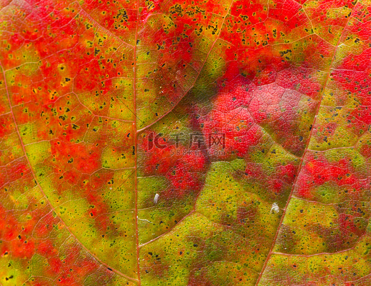 美丽的抽象秋天枫叶背景高清摄影大图-千库网
