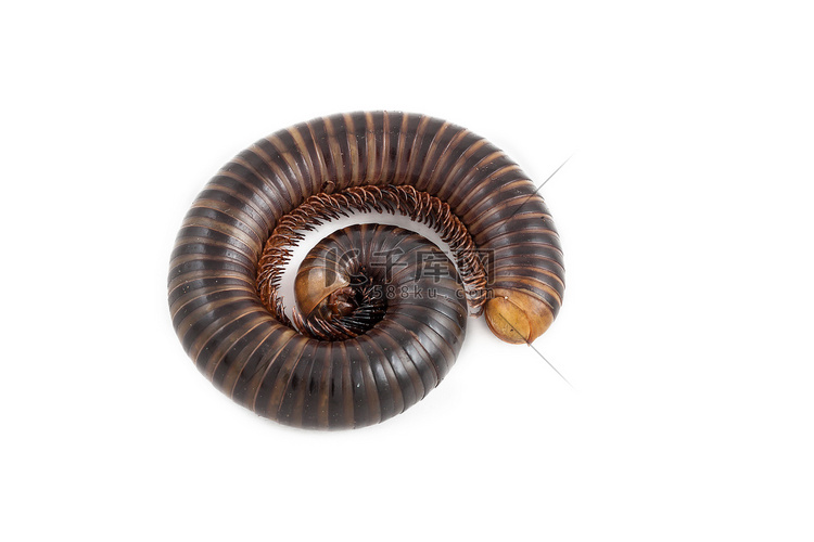 白色背景上的千足虫高清摄影大图-千库网
