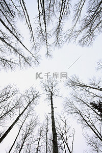 加拿大白杨树高清摄影大图-千库网