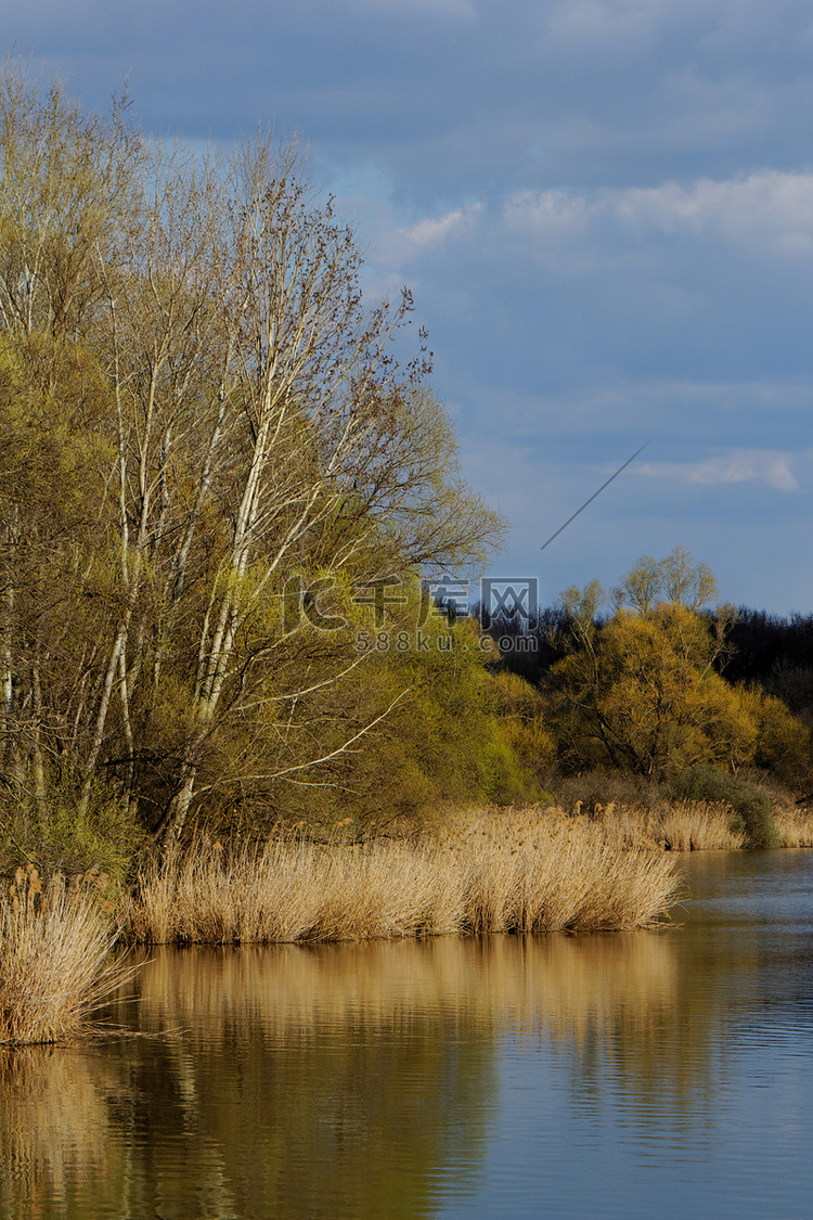 芦苇丛生的湖边高清摄影大图-千库网