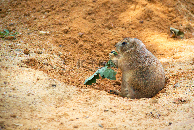 黑尾土拨鼠高清摄影大图-千库网