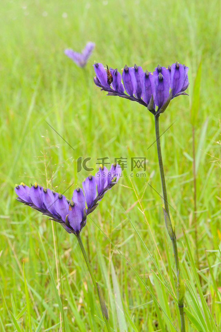 野花 Burmannia coelestis D.Don 在国家公园，Pakse So高清摄影大图-千库网