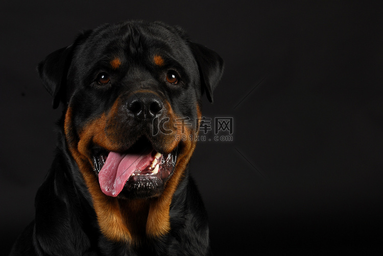 罗威纳犬高清摄影大图-千库网