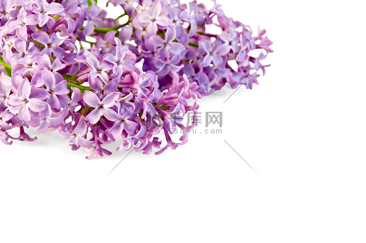 丁香花高清摄影大图-千库网