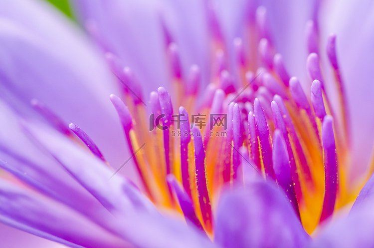 紫莲花 ( Nymphaea nouchali ) 的大花粉高清摄影大图-千库网