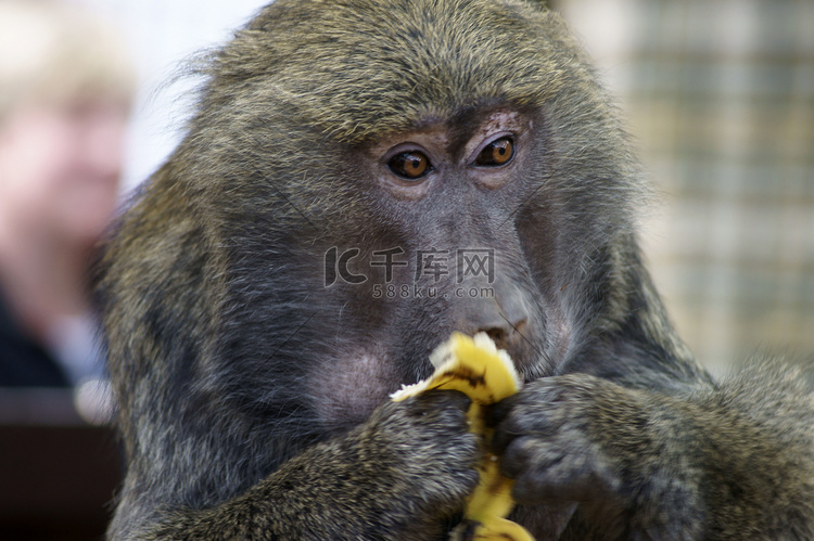 猴子吃香蕉高清摄影大图-千库网