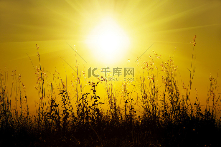 剪影花草影响阳光。高清摄影大图-千库网