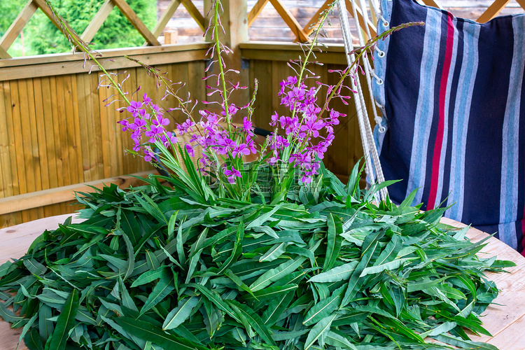 盛开的莎莉叶和花朵 - 制作传统俄罗斯 Koporsky 茶（也称为 Ivan Tea）的原料高清摄影大图-千库网